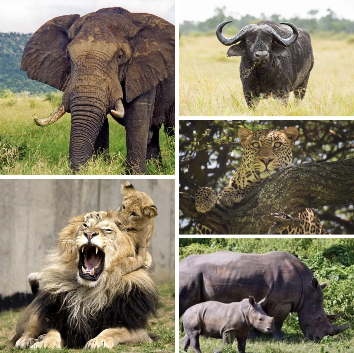 Interesting Facts About The Big Five - Travel Agency 2025